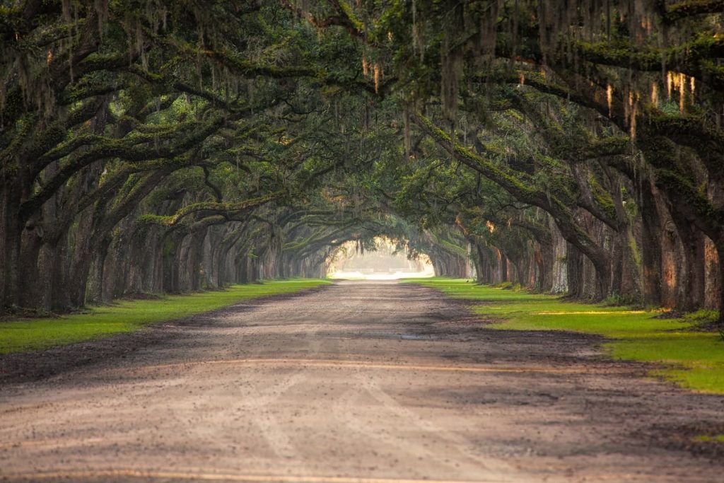 LowCountry in color - Photography collection by John McManus