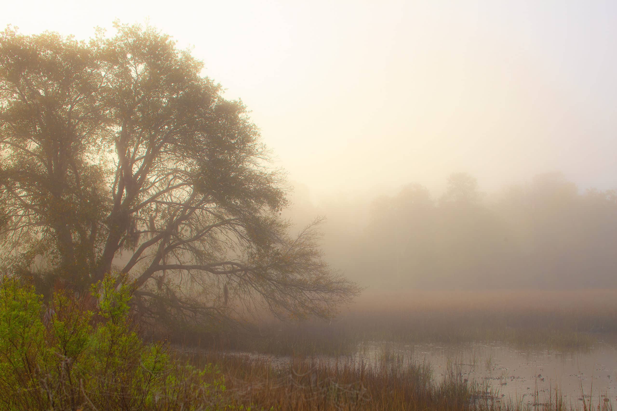 Fog in the LowCountry - Fine art for your home or office